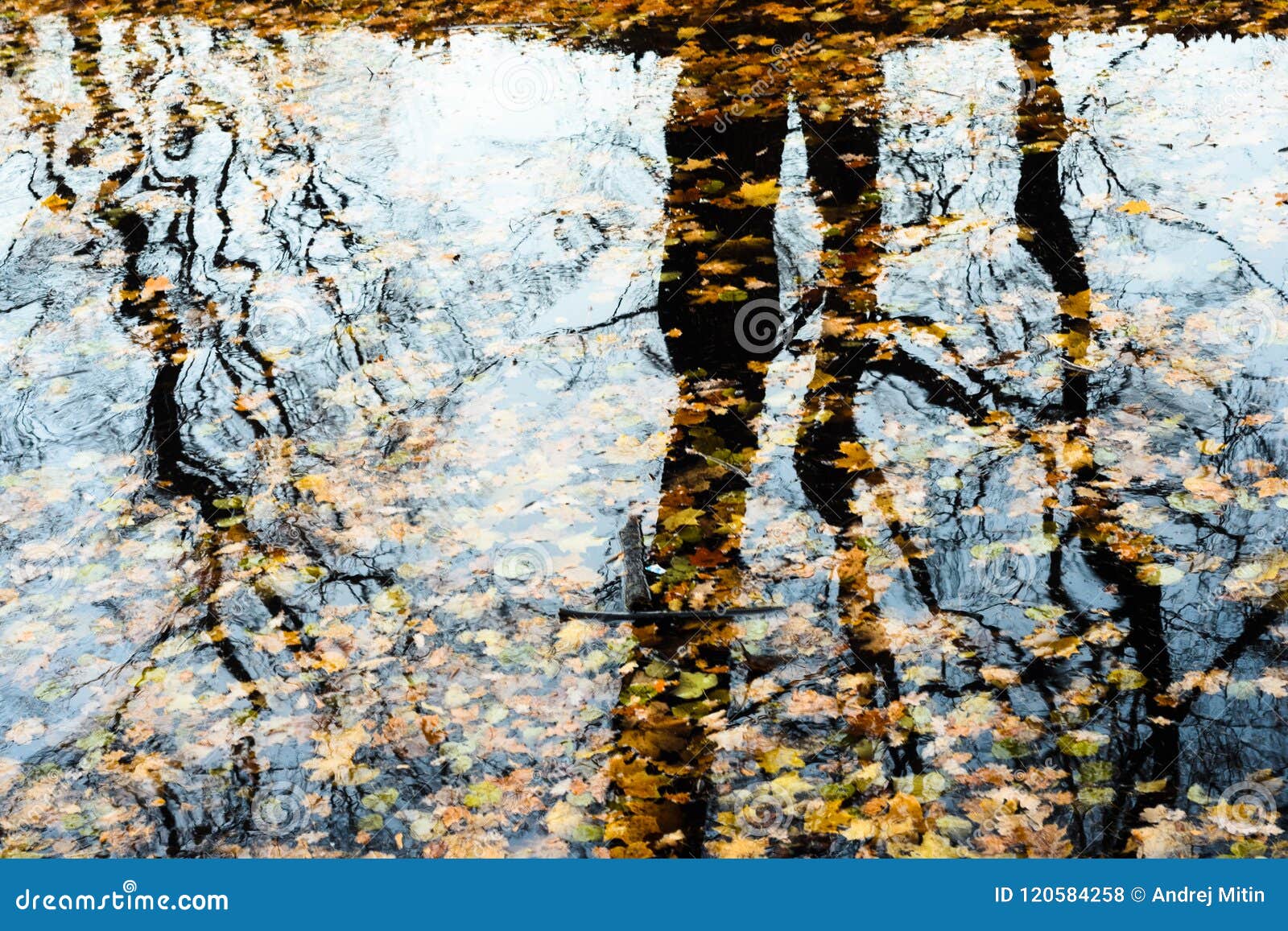 Autumn, Reflection in the Water of Fallen Leaves, Branches of a Tree ...