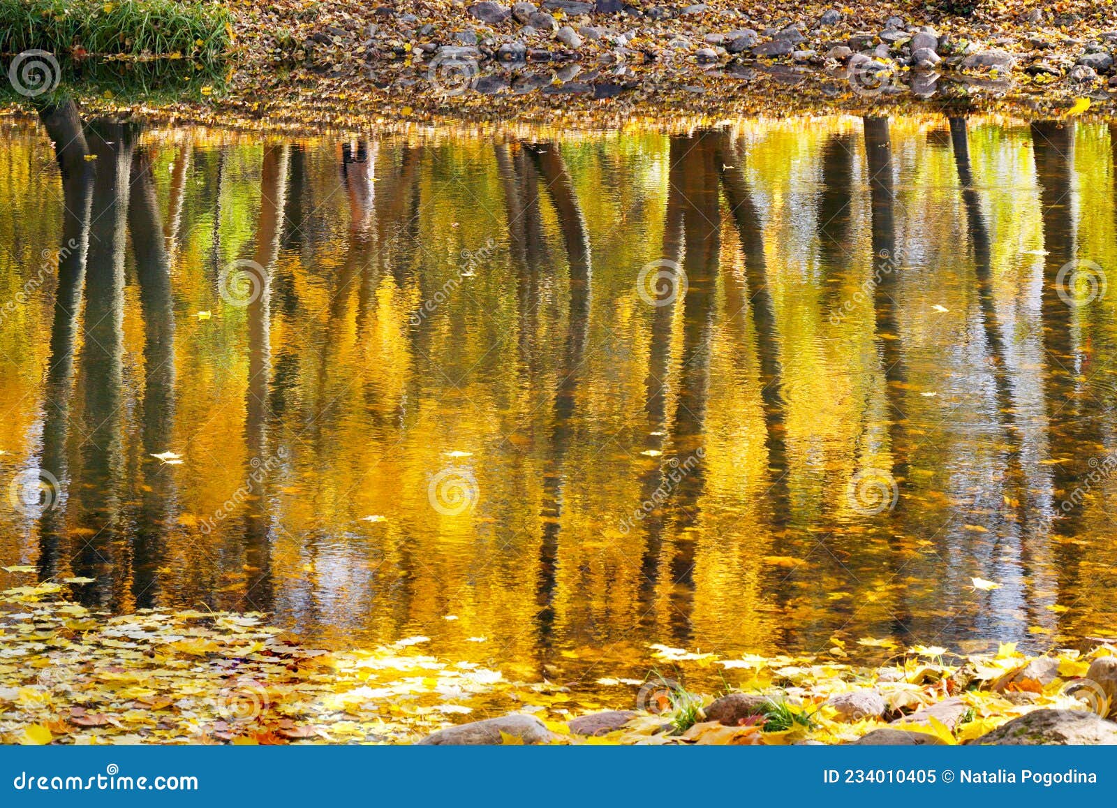 Autumn. Reflection in the Water of the Autumn Forest Stock Image ...