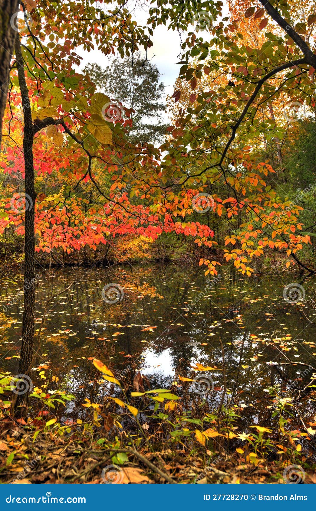 Autumn Reflections stock photo. Image of october, season - 27728270