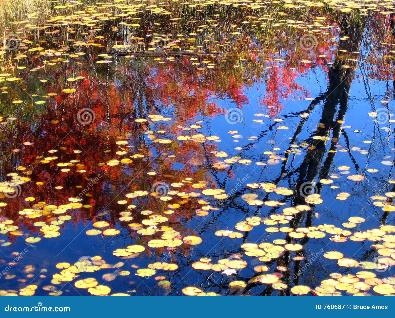 Autumn Reflections stock image. Image of color, blaze, brilliant - 760687