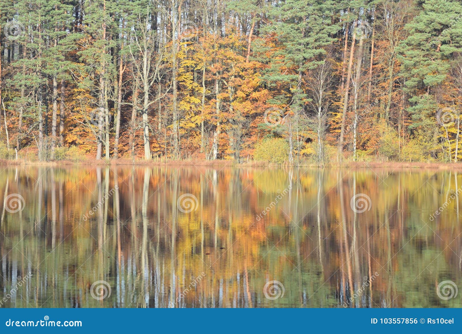 Autumn Reflections in Forest Lake Stock Photo - Image of panoramic ...