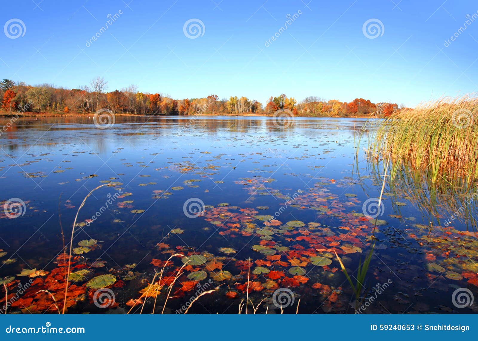 Autumn reflections stock image. Image of rural, tranquility - 59240653