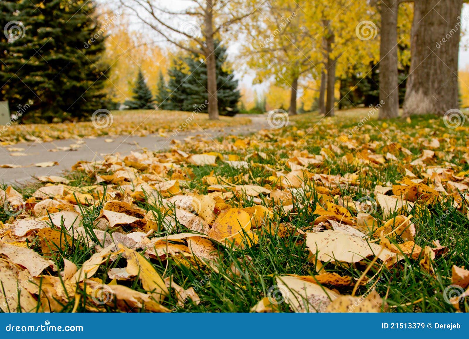 Autumn in Regina stock image. Image of trees, leaves - 21513379