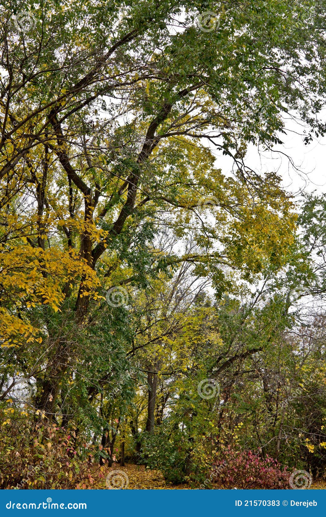 Autumn in Regina stock image. Image of canada, nature - 21570383