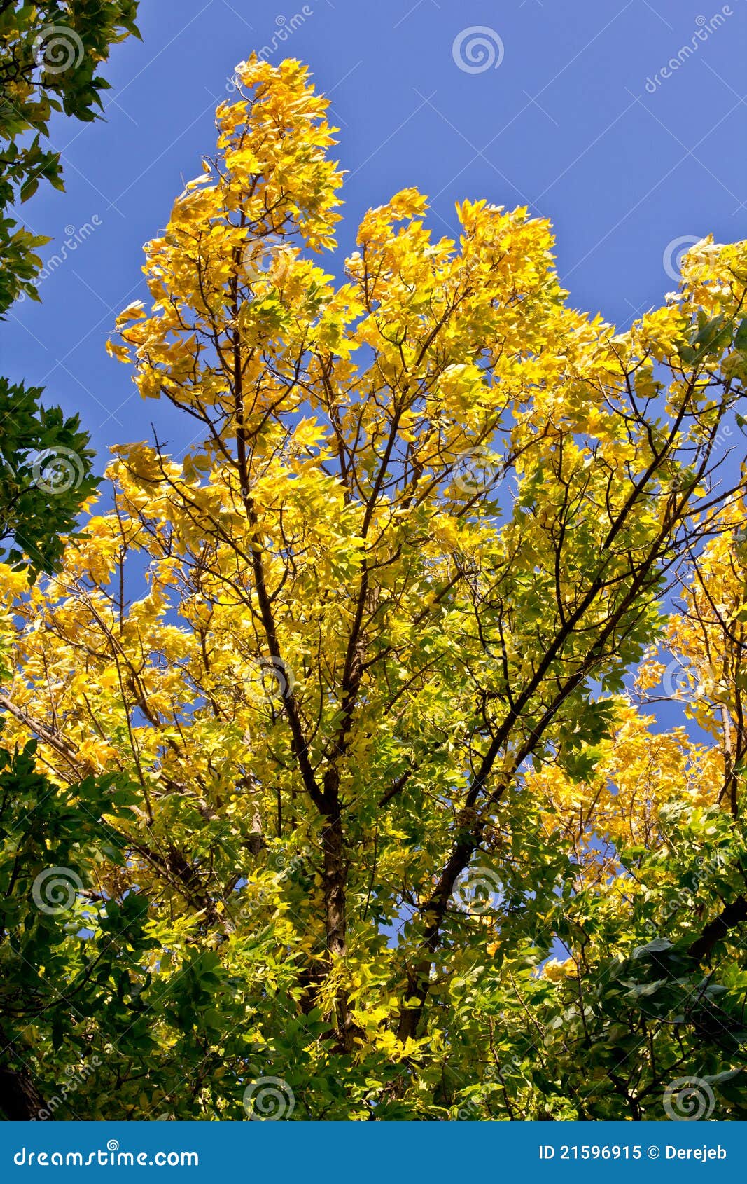 Autumn in Regina stock image. Image of canada, seasons - 21596915