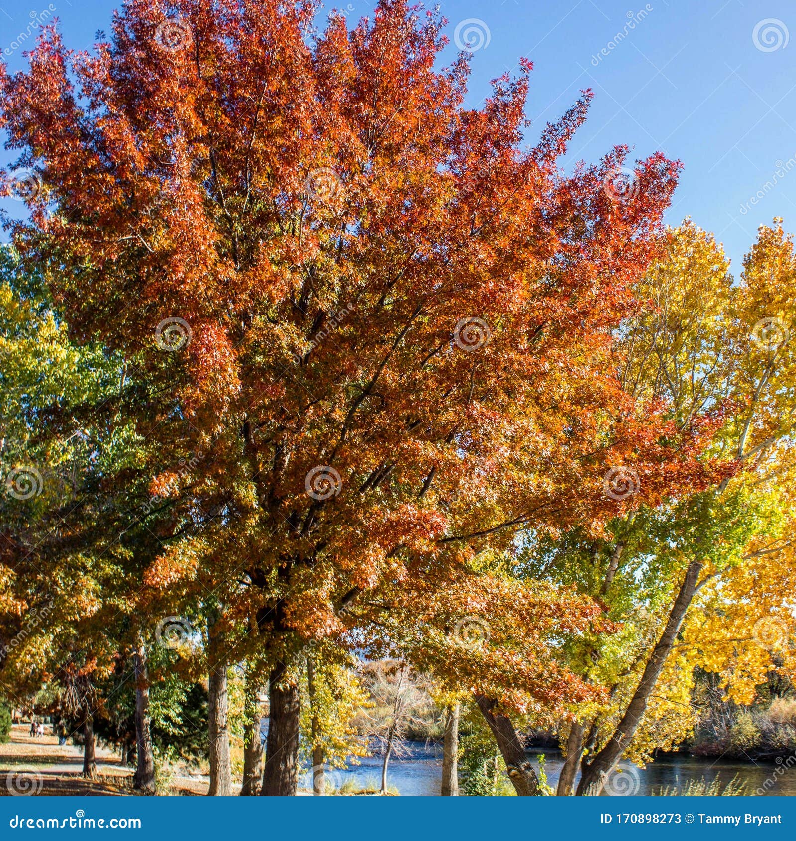 Autumn in Reno stock image. Image of reno, fall, river - 170898273
