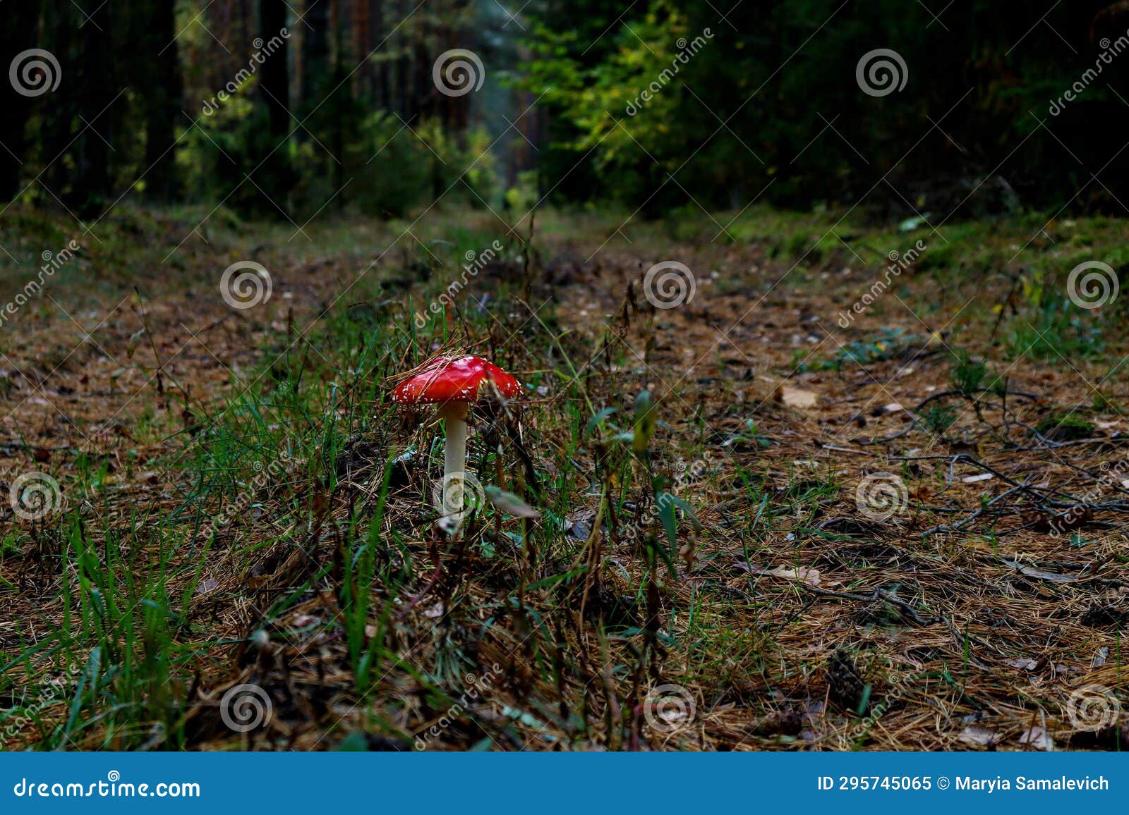 Autumn Rest in the Forest: Red Fly Agaric on a Forest Path on an Autumn ...