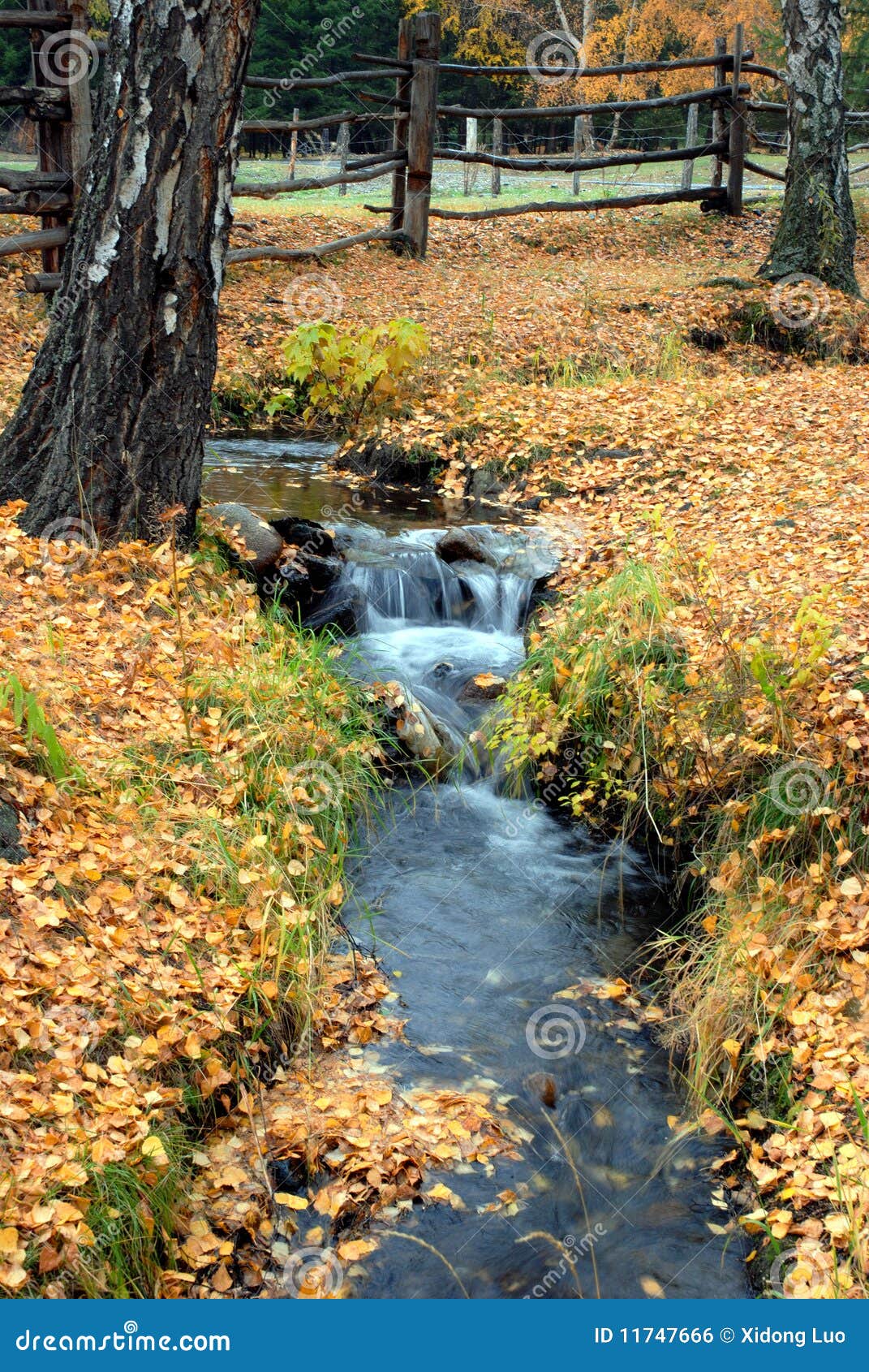 Autumn Rhythm stock photo. Image of fall, nature, tree - 11747666