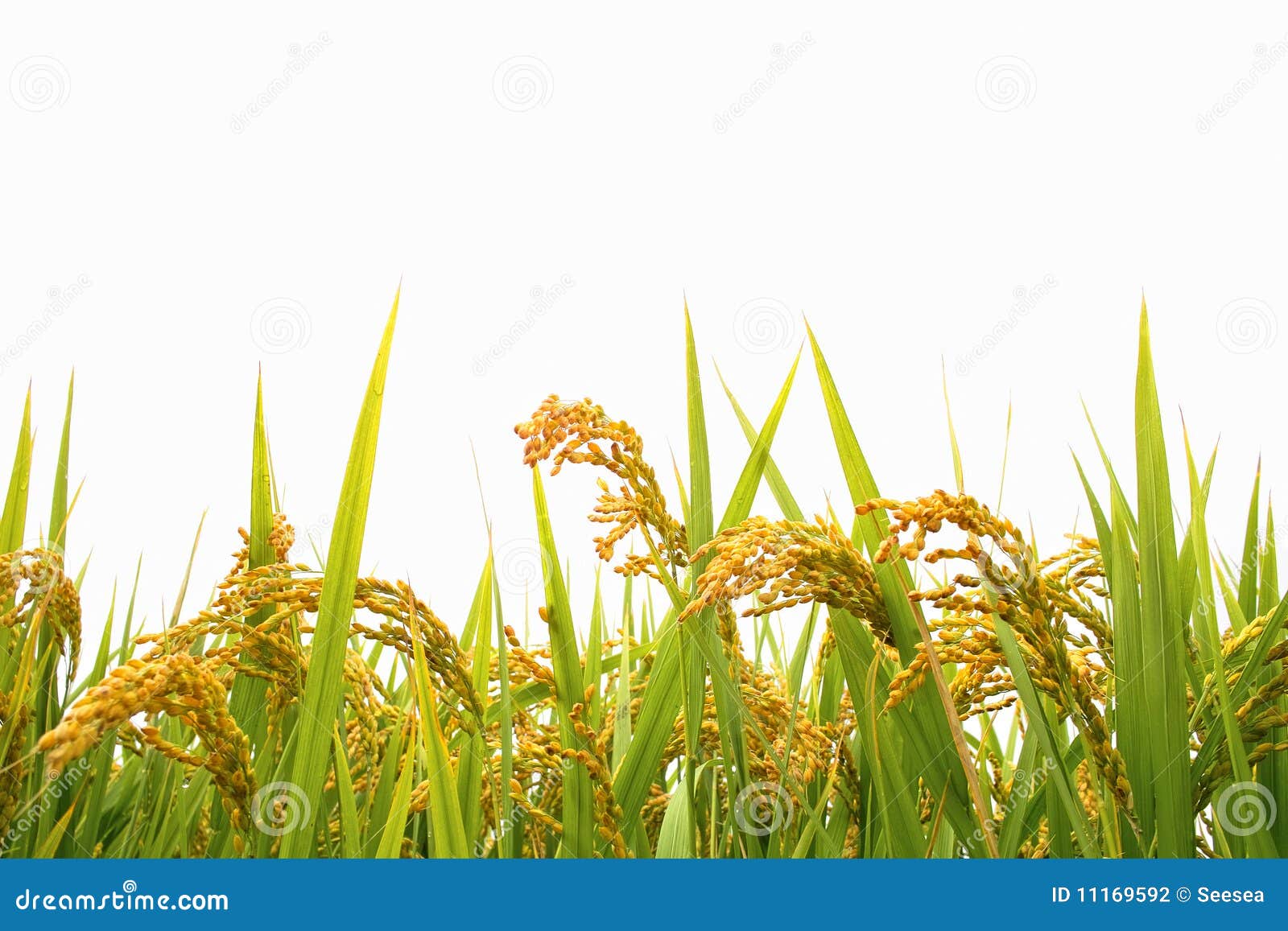 Autumn rice field stock photo. Image of landscape, farm - 11169592