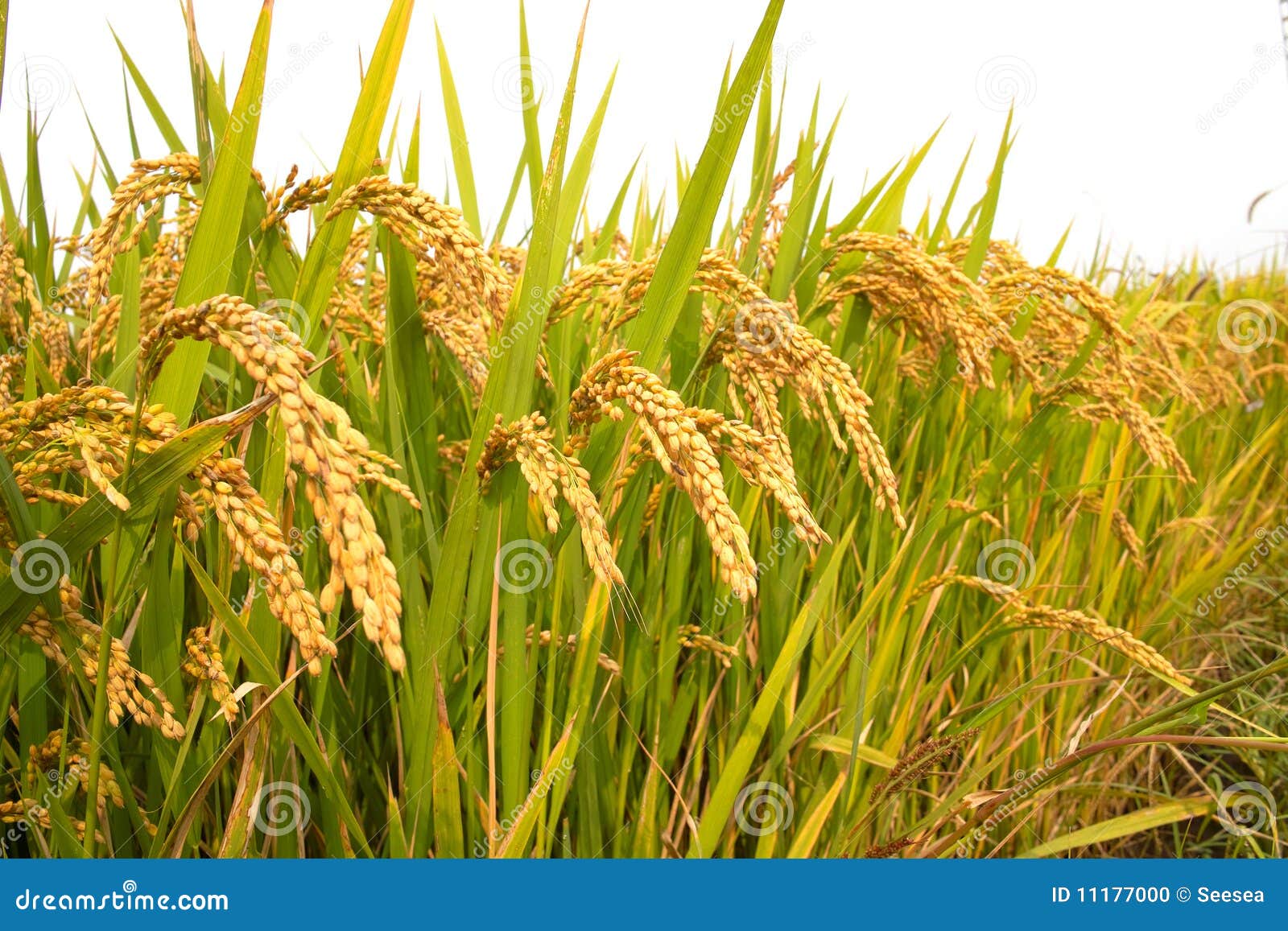 Autumn rice field stock photo. Image of flora, agriculture - 11177000