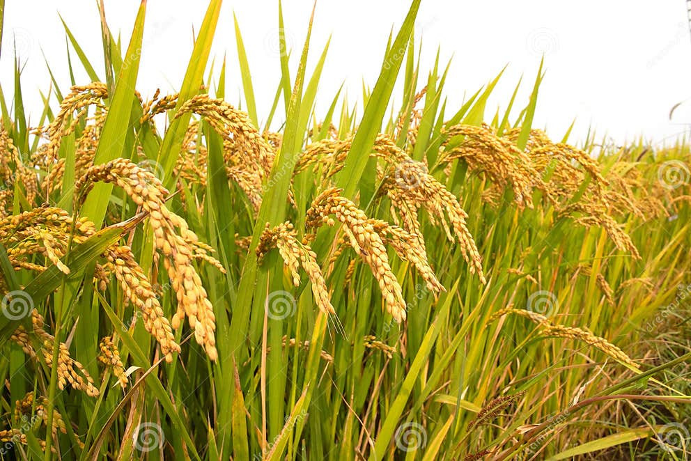 Autumn rice field stock photo. Image of flora, agriculture - 11177000