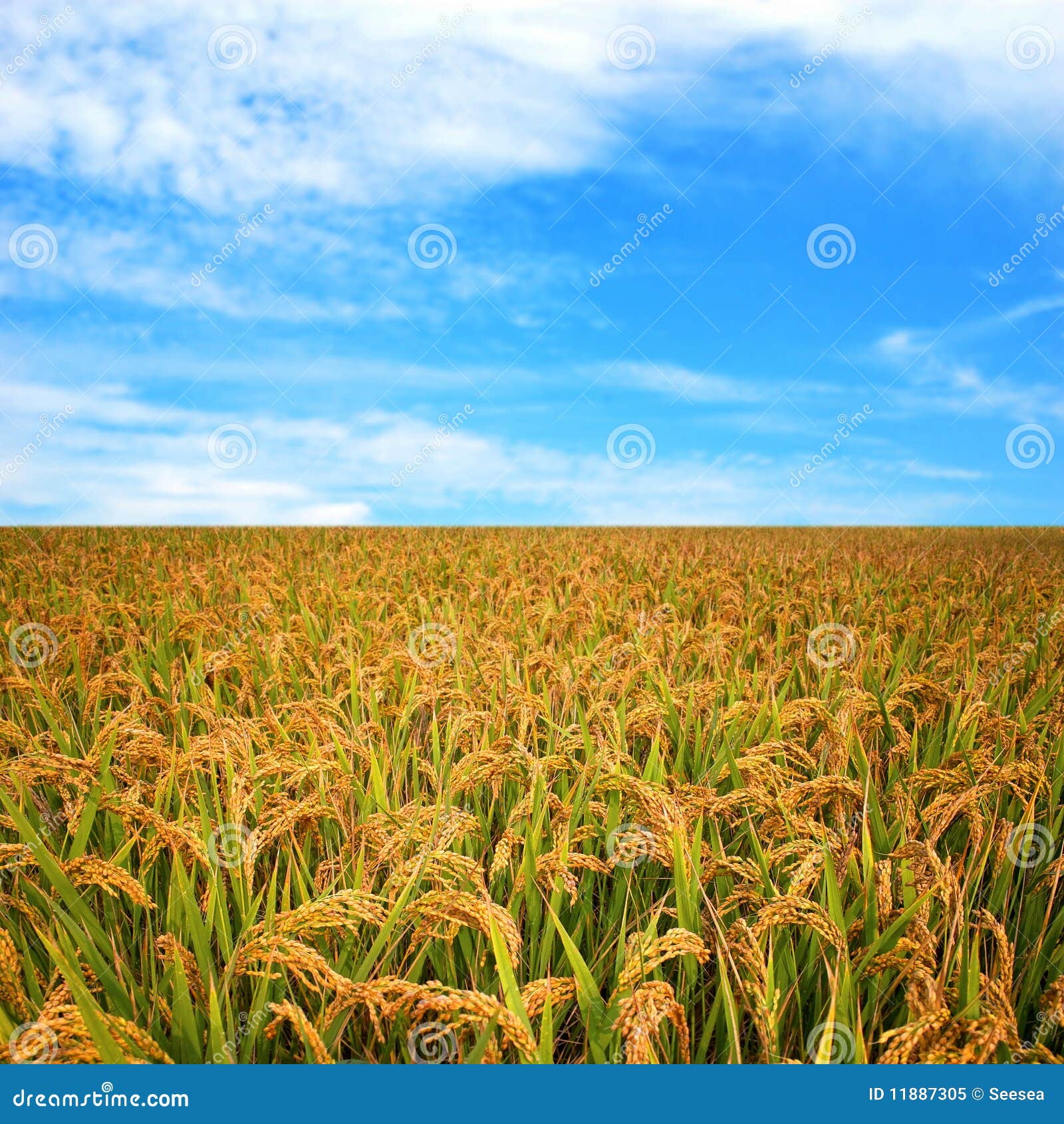 Autumn rice field stock image. Image of bright, green - 11887305