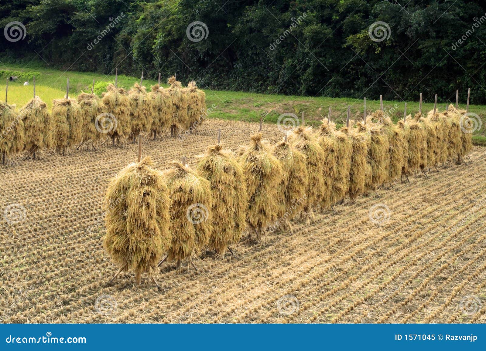 Autumn rice field stock image. Image of botany, harvest - 1571045