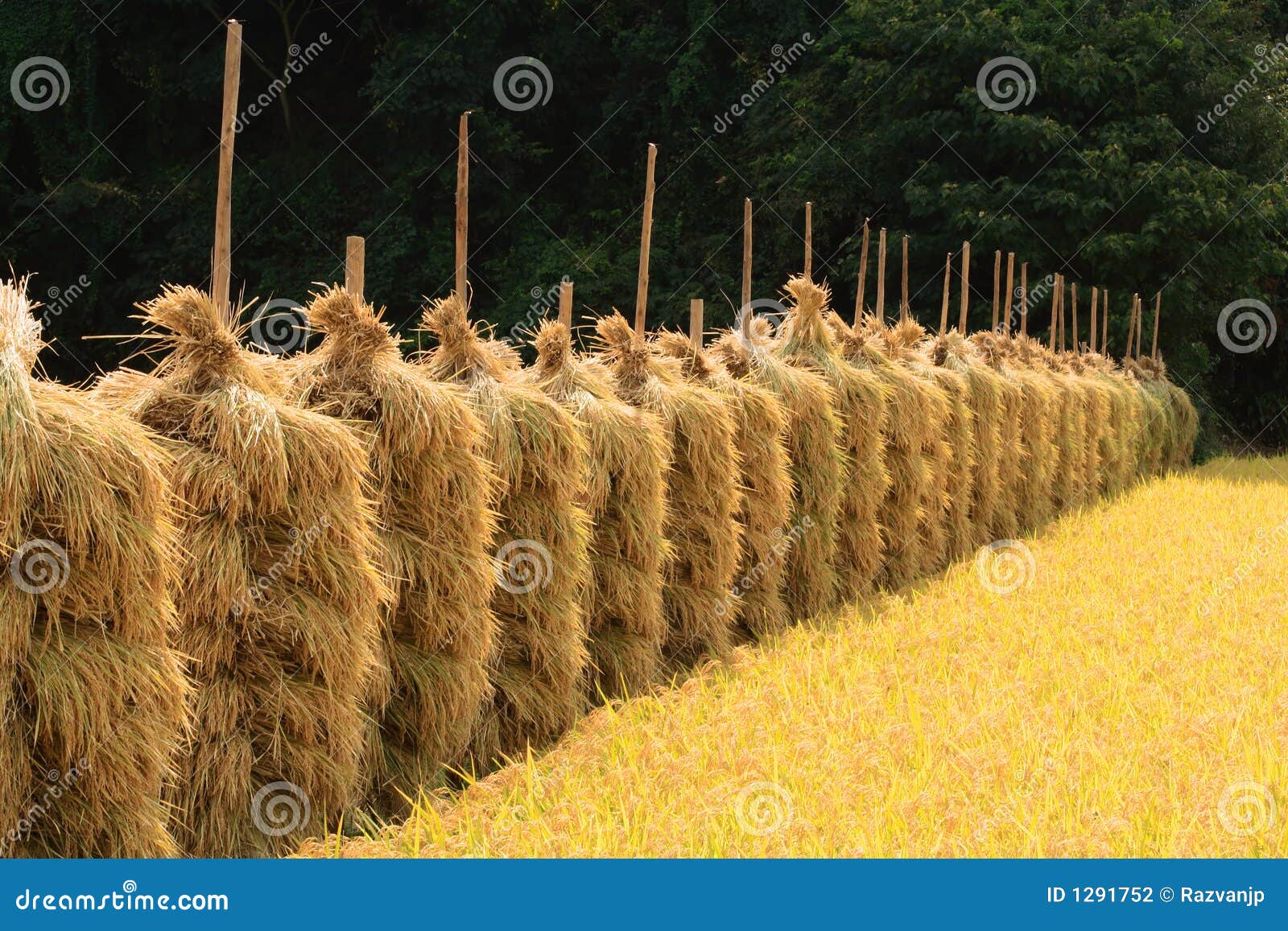 Autumn Rice Field Perspective Stock Photo - Image of plants ...
