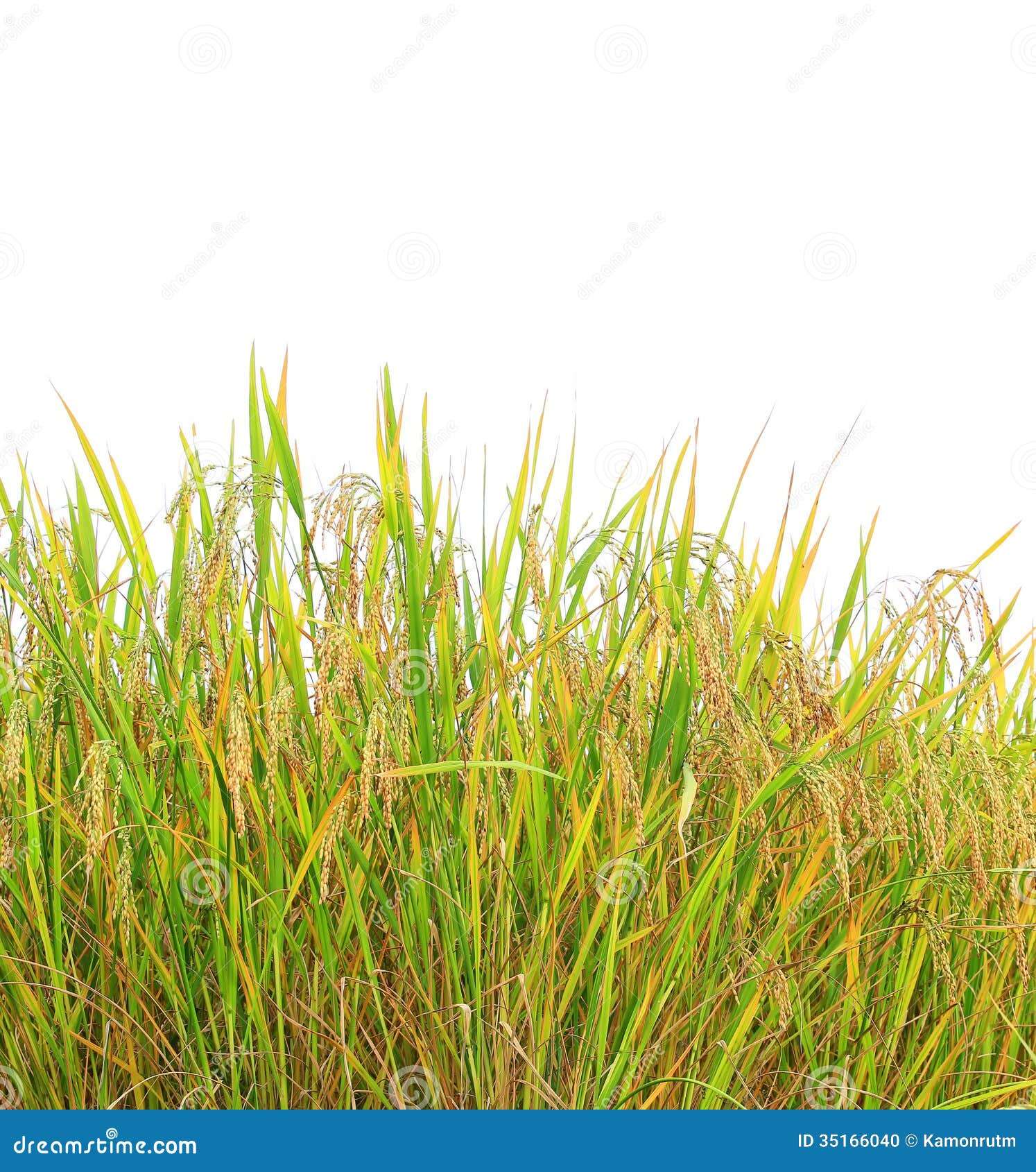 Autumn rice field stock photo. Image of cloud, grain - 35166040