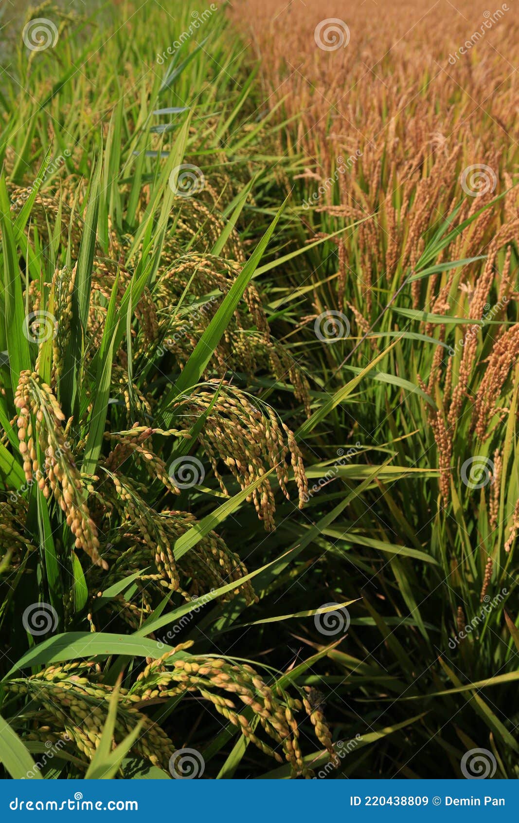 The autumn rice fields stock image. Image of botany - 220438809