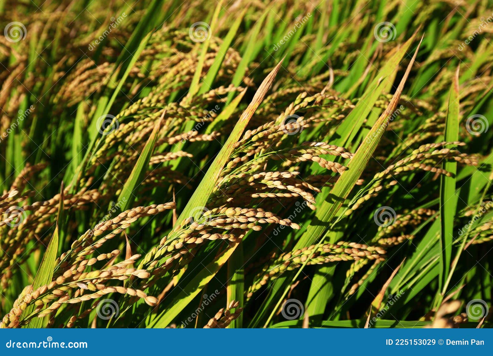 The autumn rice fields stock image. Image of grain, harvest - 225153029