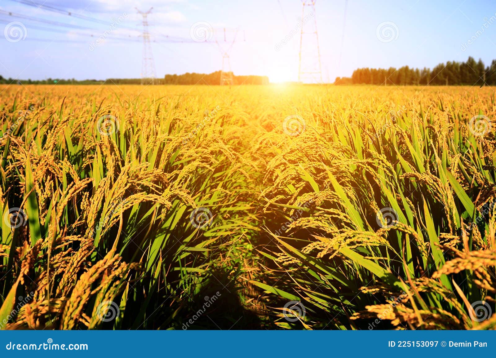 The autumn rice fields stock image. Image of harvest - 225153097