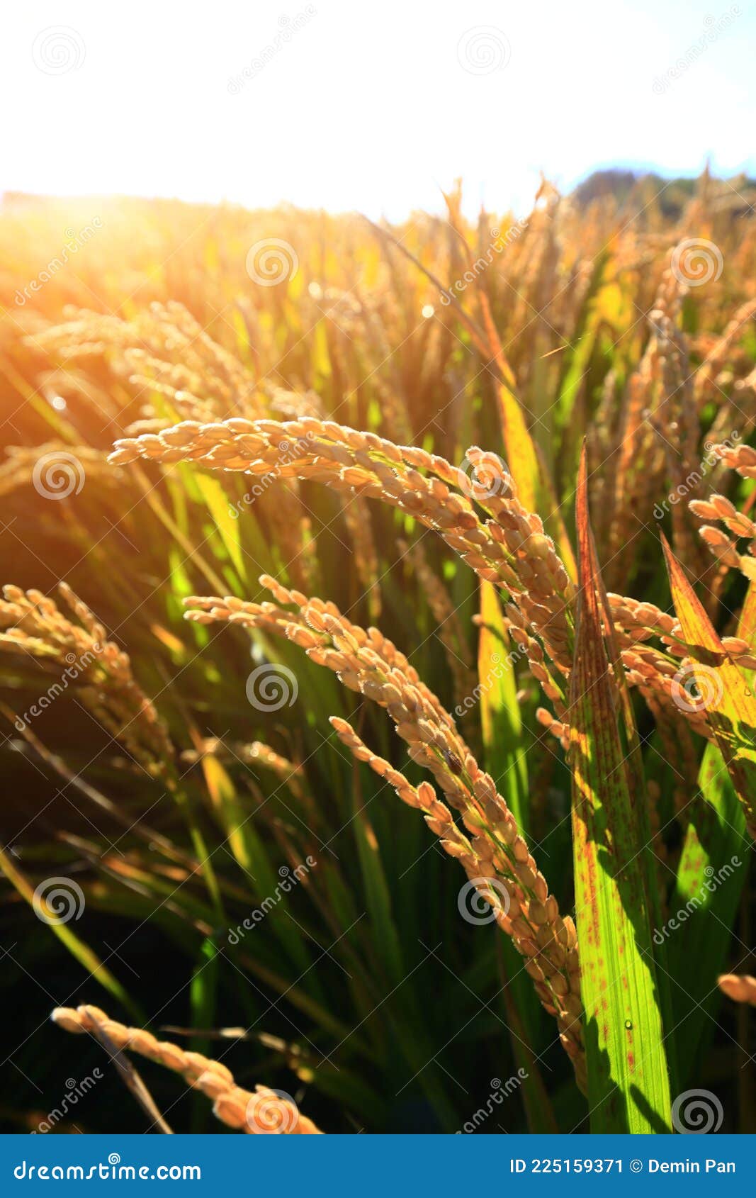 The autumn rice fields stock image. Image of straw, farm - 225159371