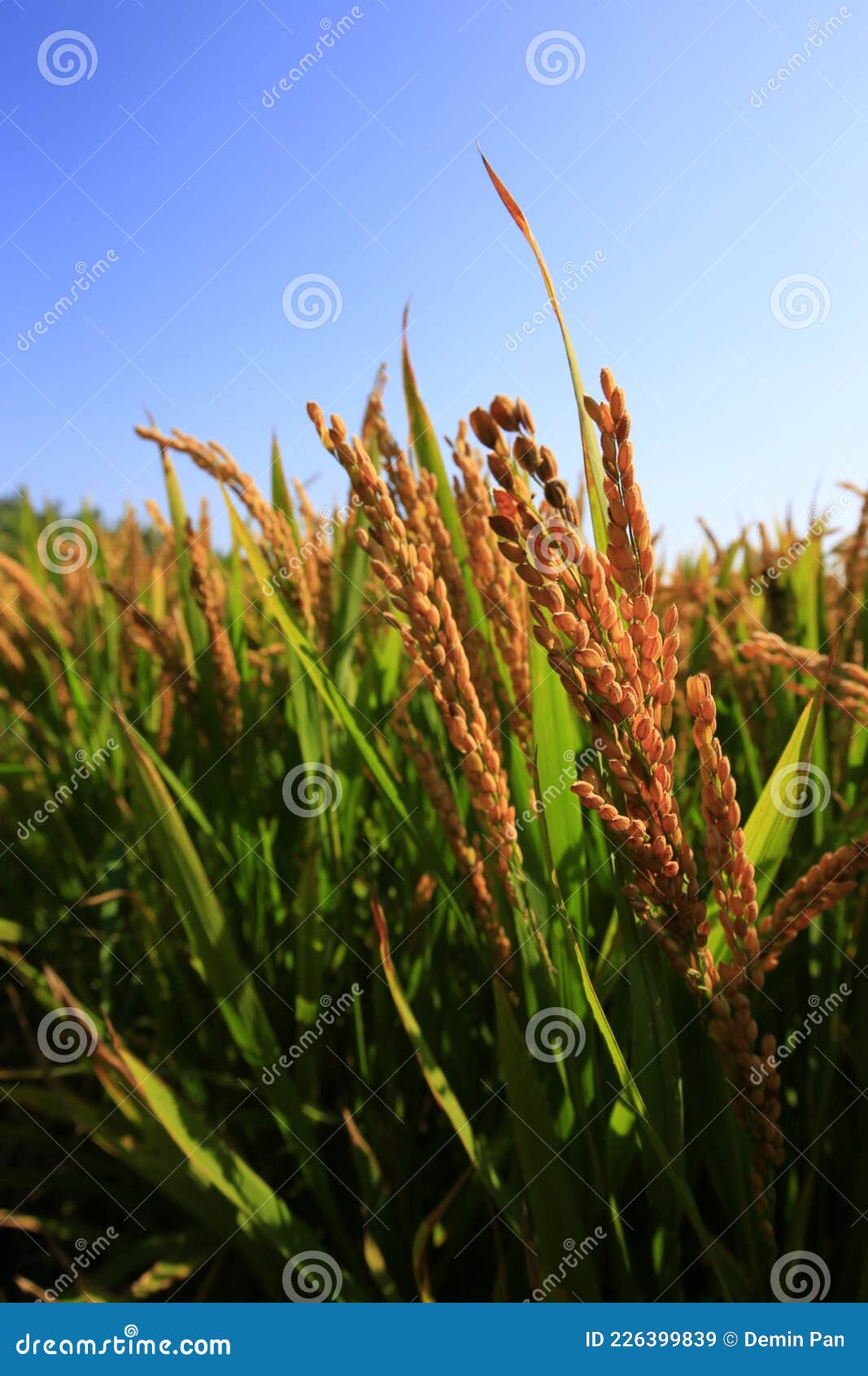 The autumn rice fields stock image. Image of harvest - 226399839