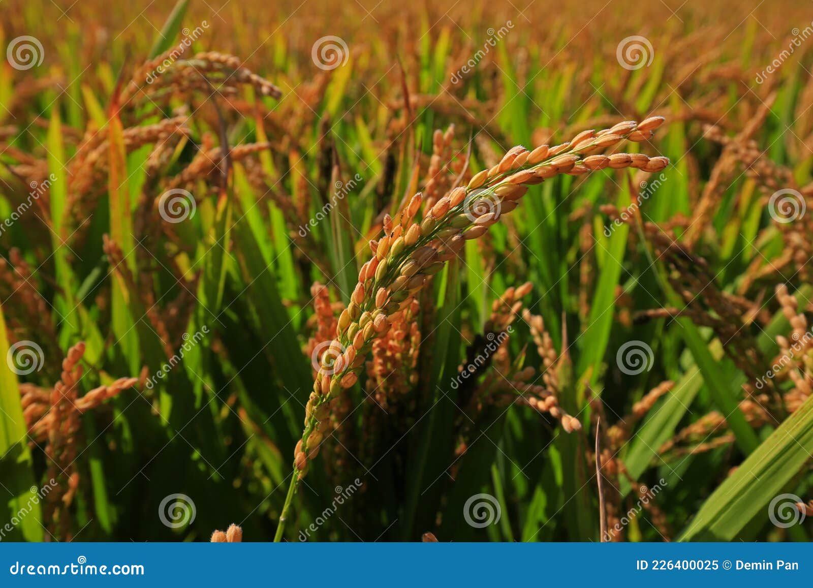 The autumn rice fields stock image. Image of branches - 226400025