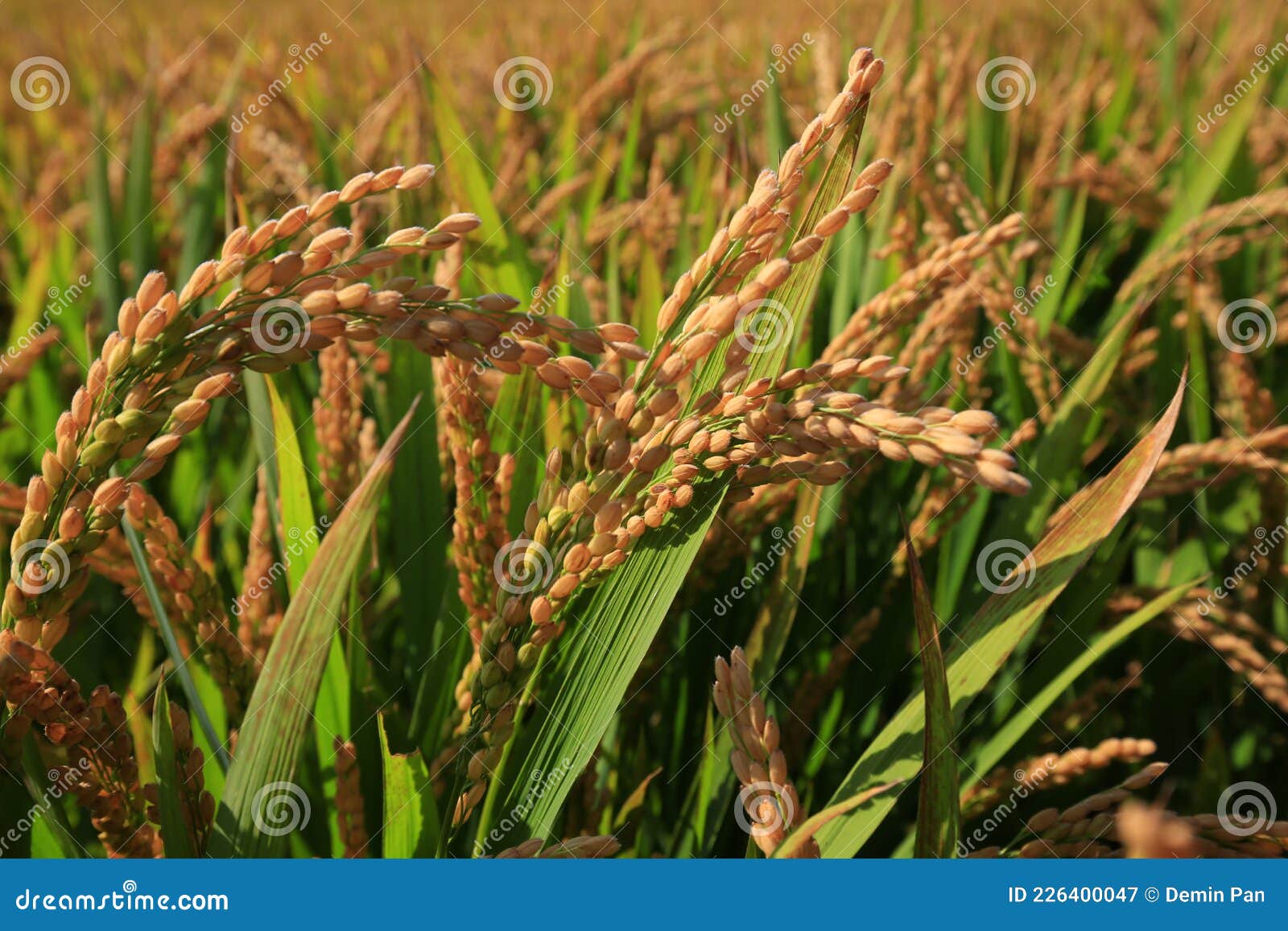 The autumn rice fields stock image. Image of agriculture - 226400047