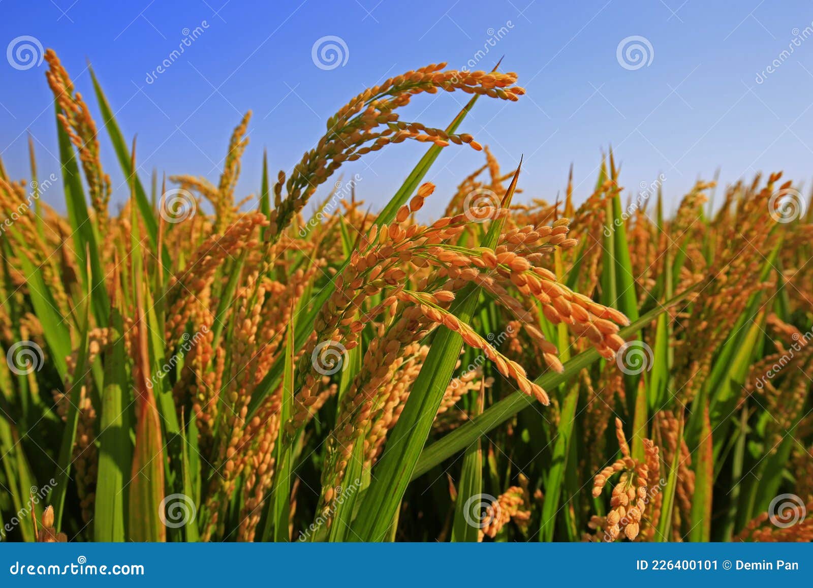 The autumn rice fields stock image. Image of bright - 226400101