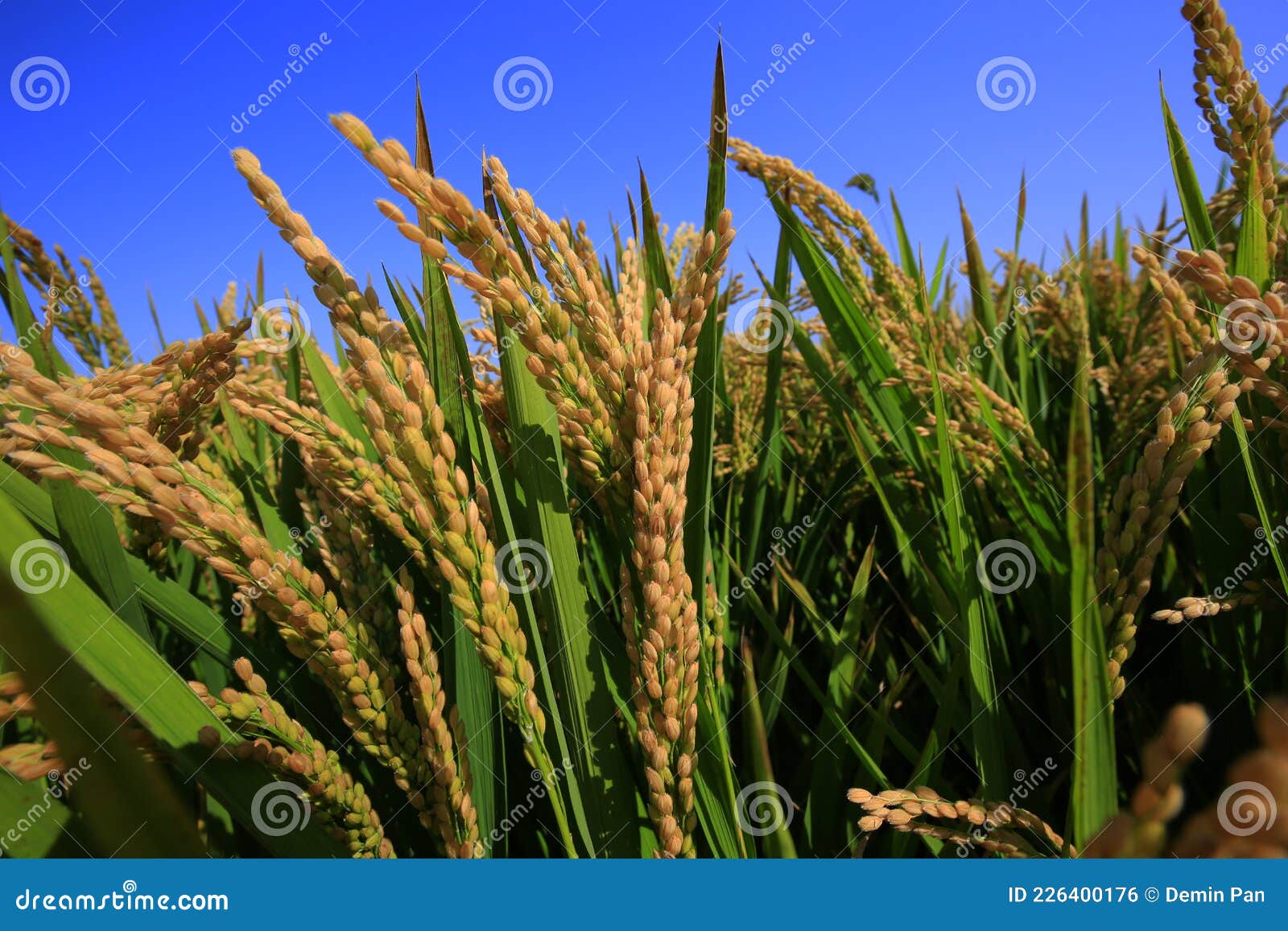 The autumn rice fields stock photo. Image of color, rice - 226400176