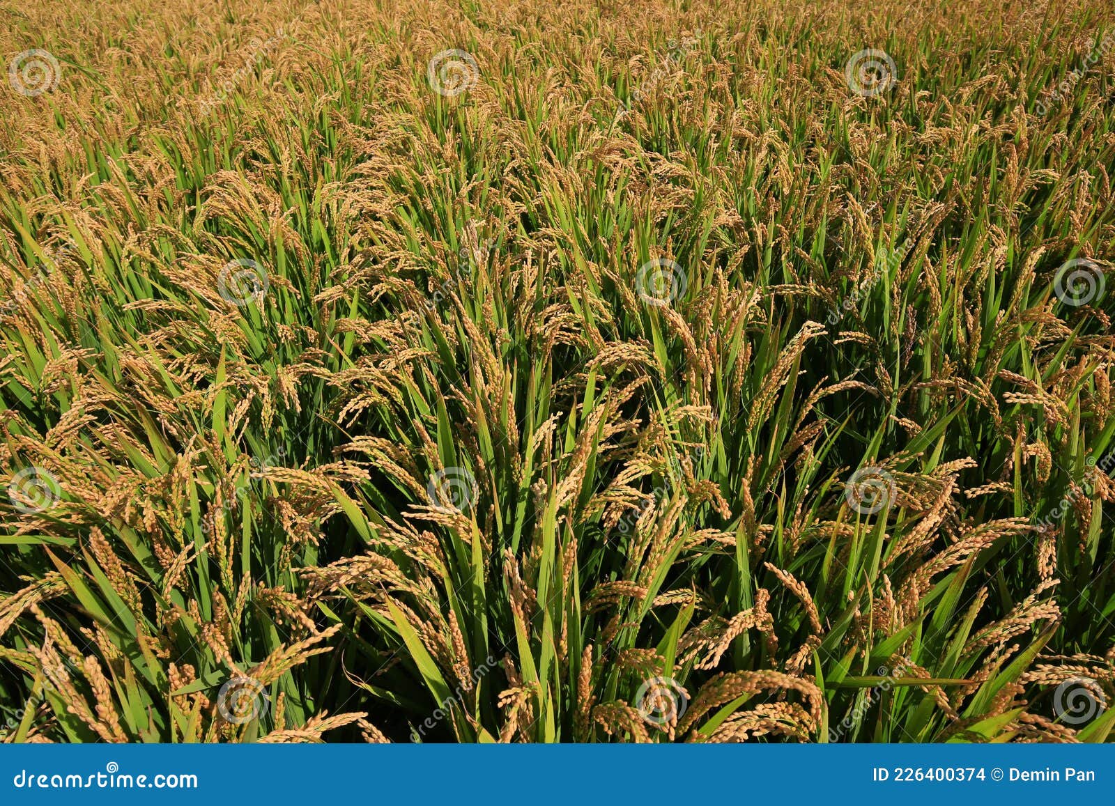 The autumn rice fields stock photo. Image of landscape - 226400374