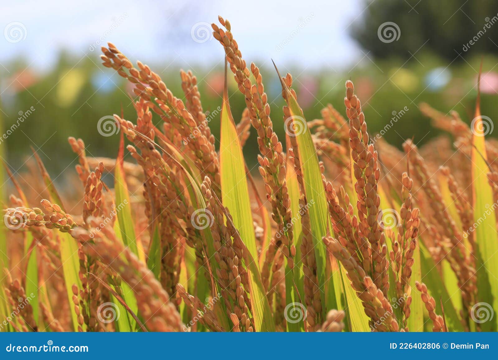 The autumn rice fields stock photo. Image of outside - 226402806