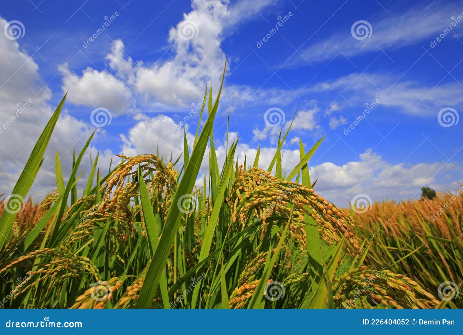 The autumn rice fields stock photo. Image of fields - 226404052