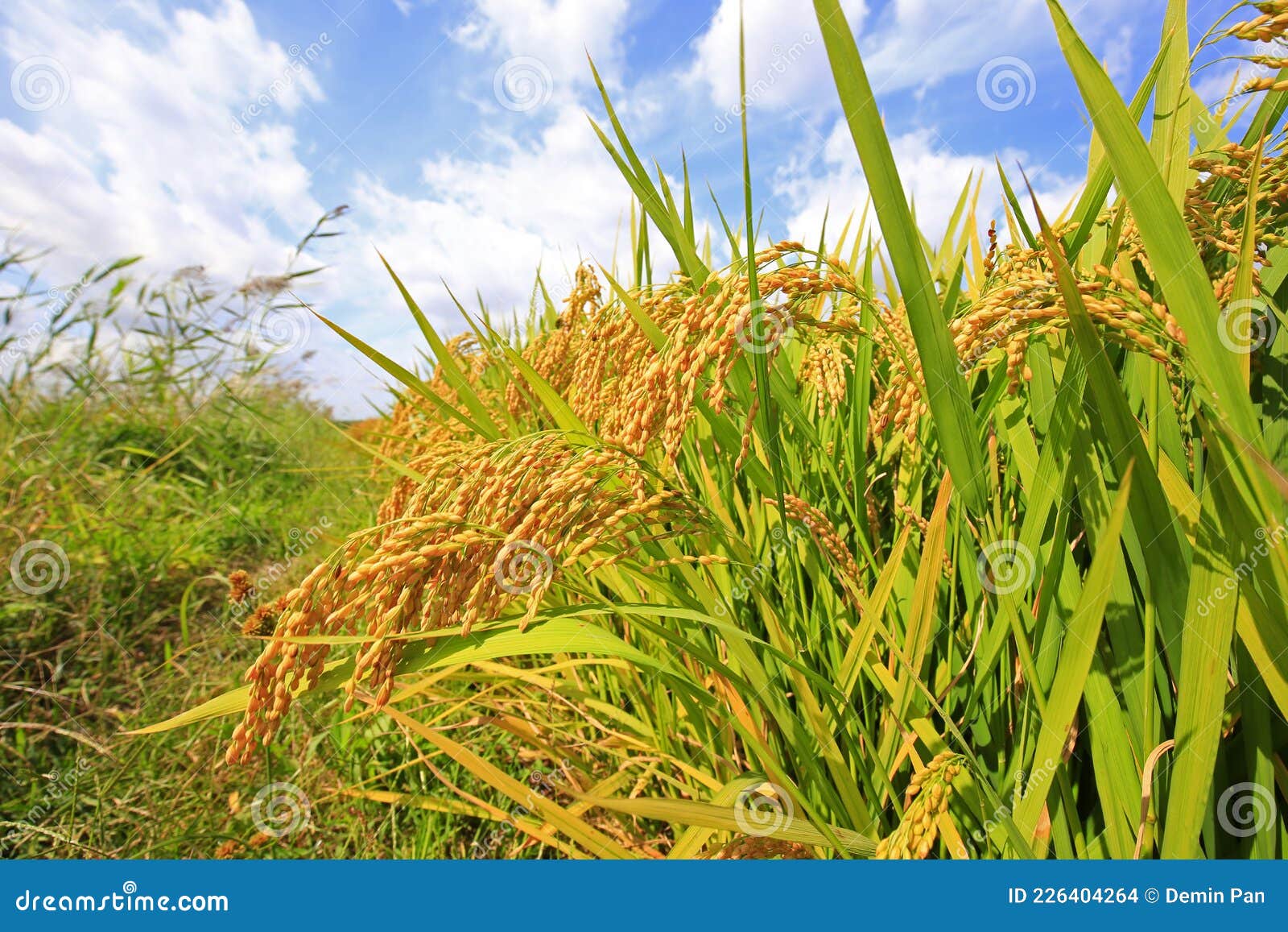 The autumn rice fields stock photo. Image of garden - 226404264