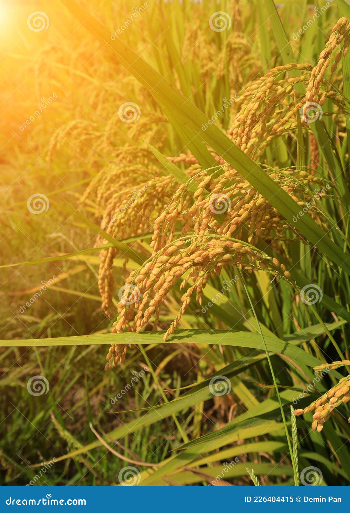 The autumn rice fields stock image. Image of grain, rice - 226404415