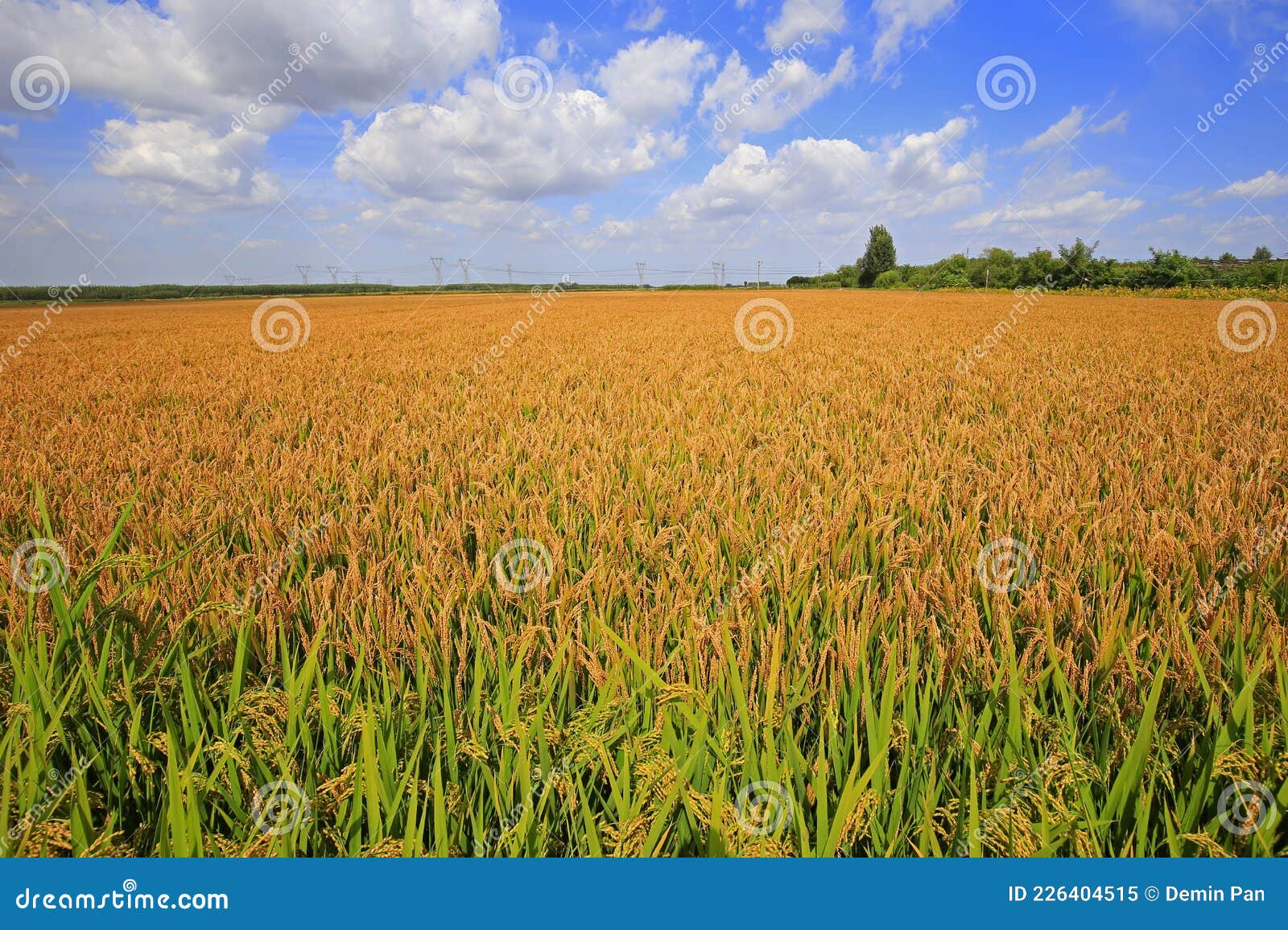 The autumn rice fields stock image. Image of garden - 226404515