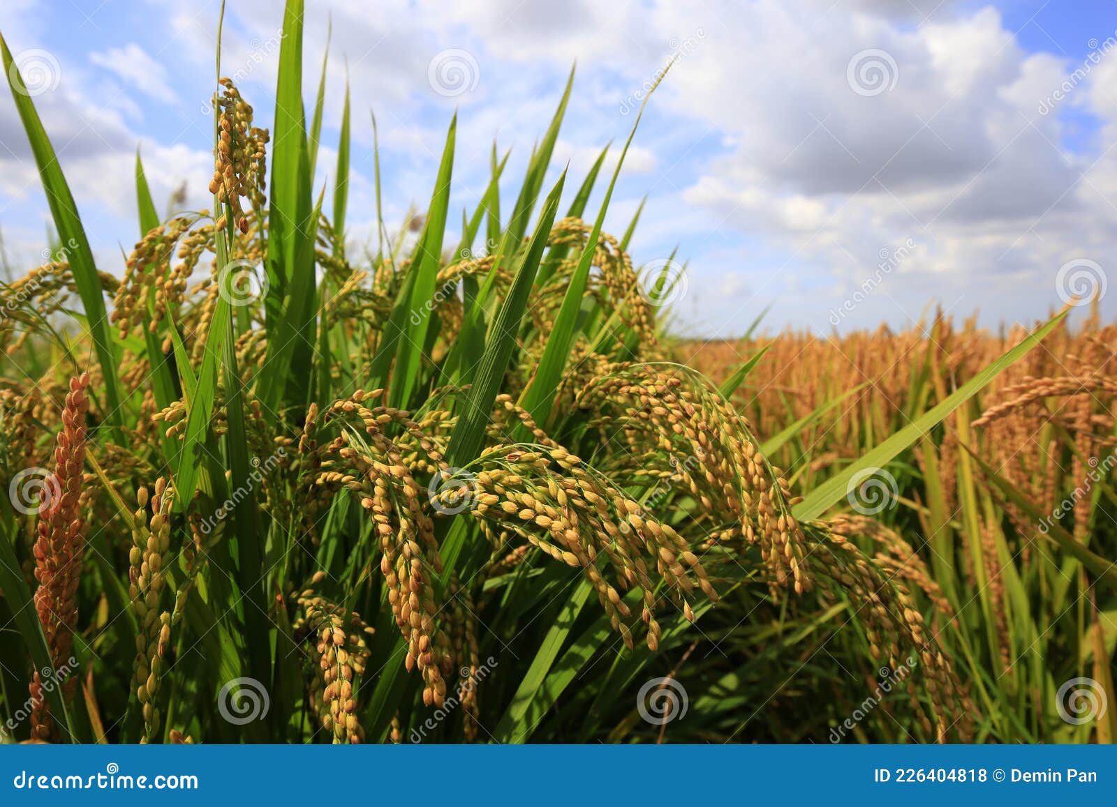 The autumn rice fields stock photo. Image of fields - 226404818