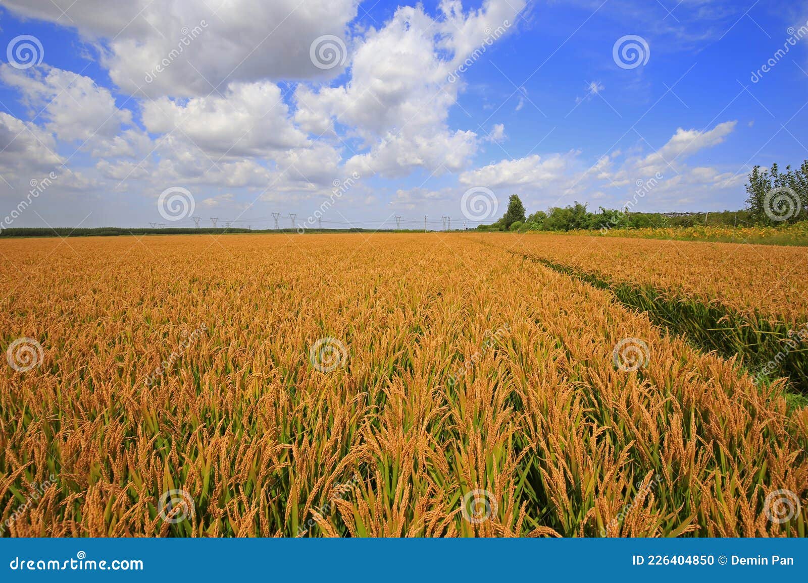 The autumn rice fields stock photo. Image of straw, farm - 226404850
