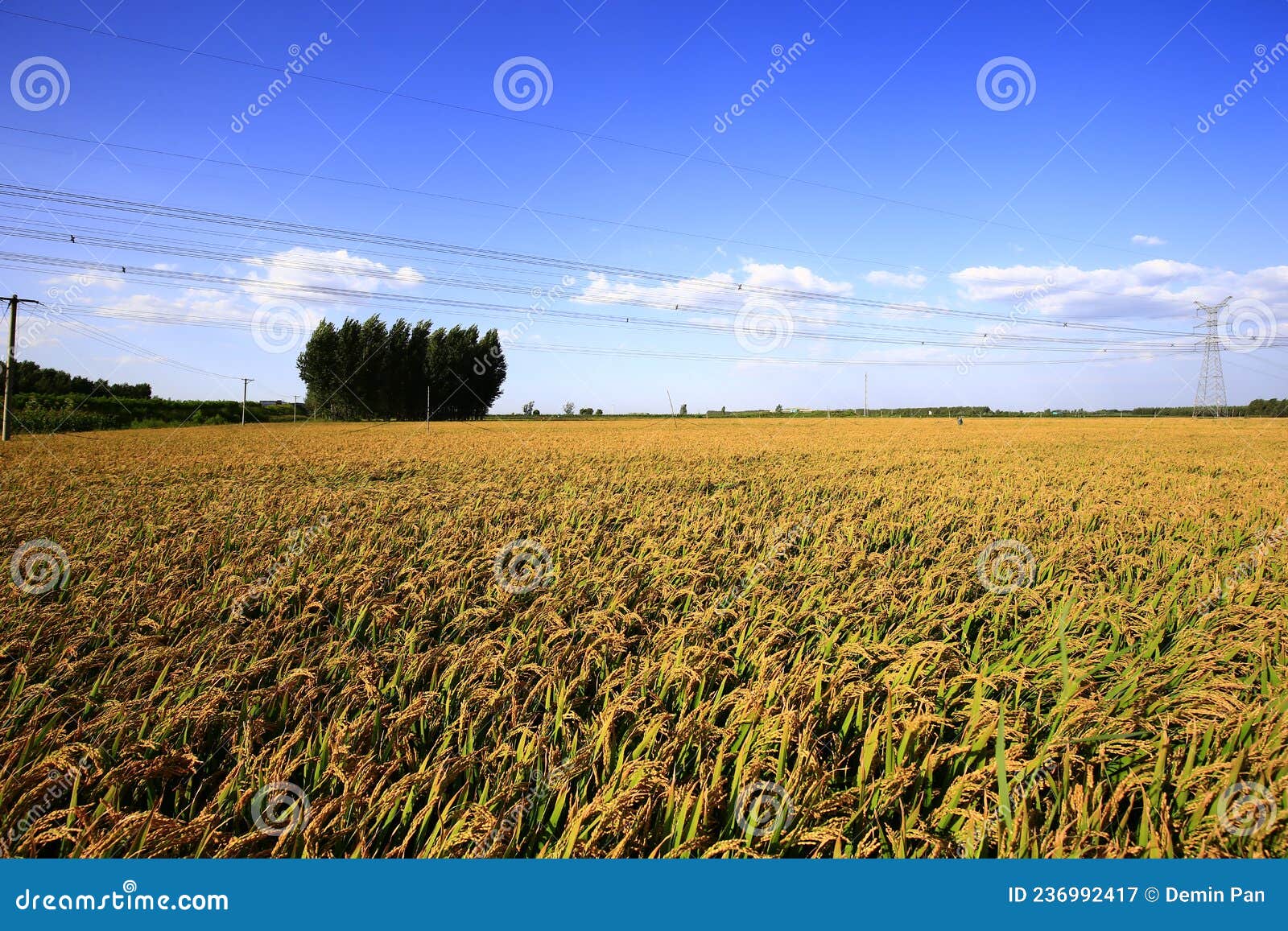 The autumn rice fields stock image. Image of countryside - 236992417