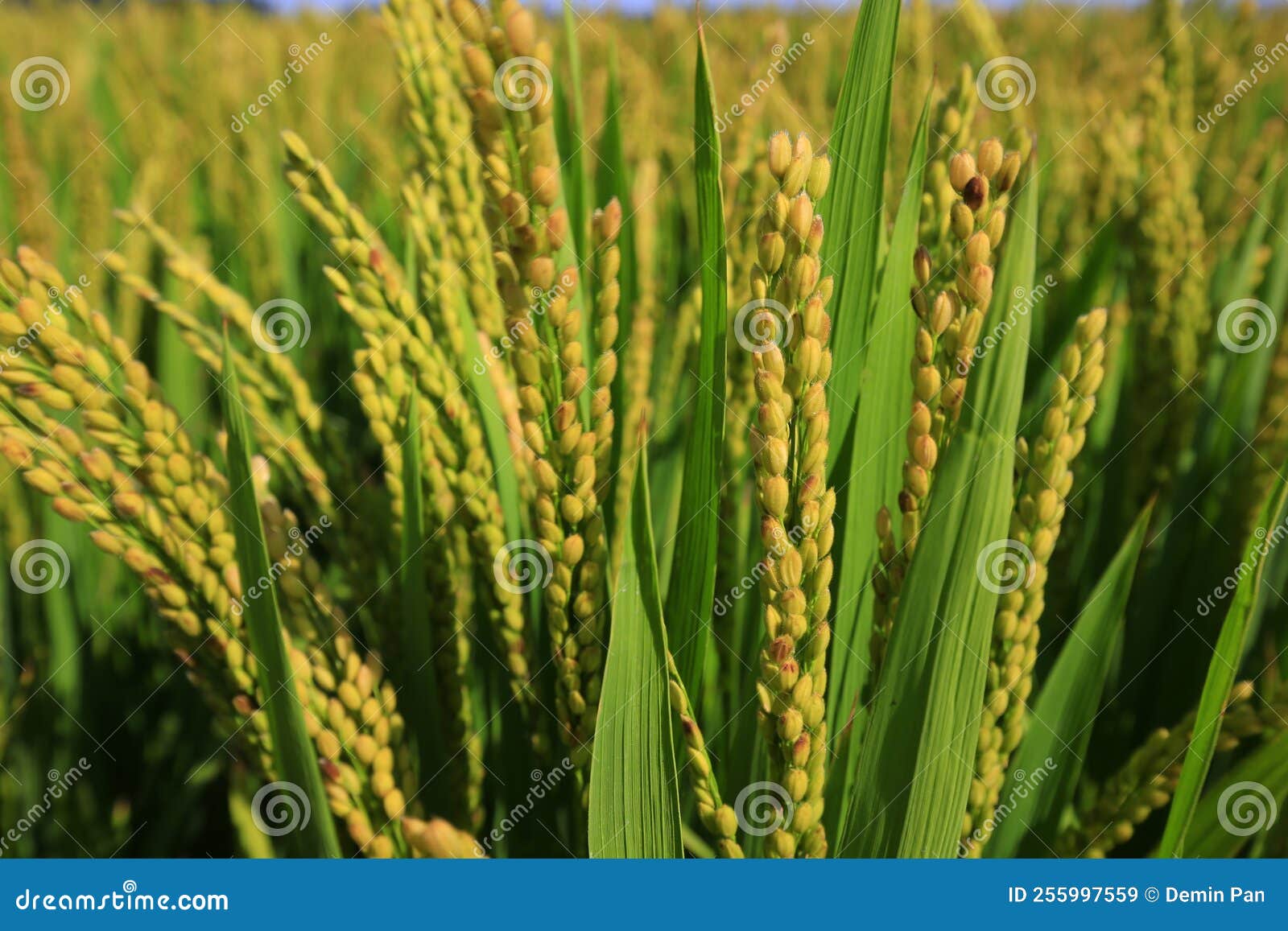 The autumn rice fields stock image. Image of farm, harvest - 255997559