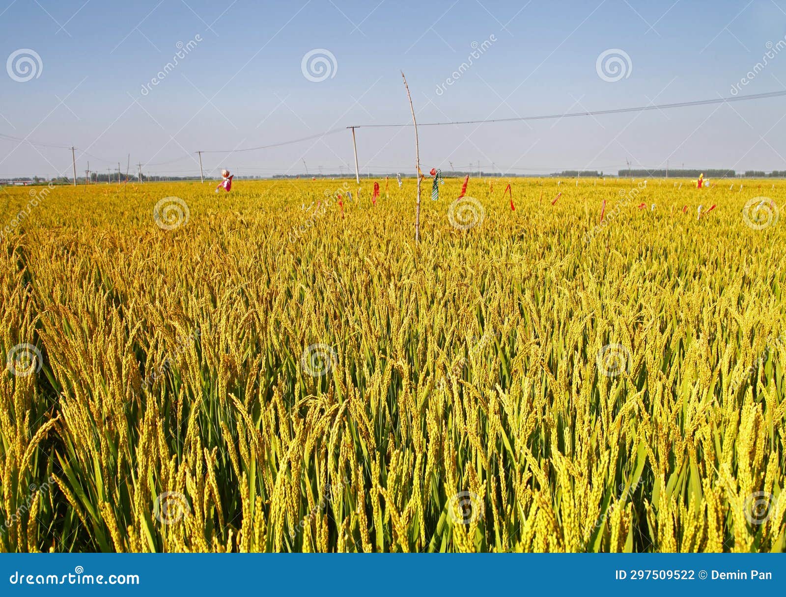 The autumn rice fields stock photo. Image of background - 297509522