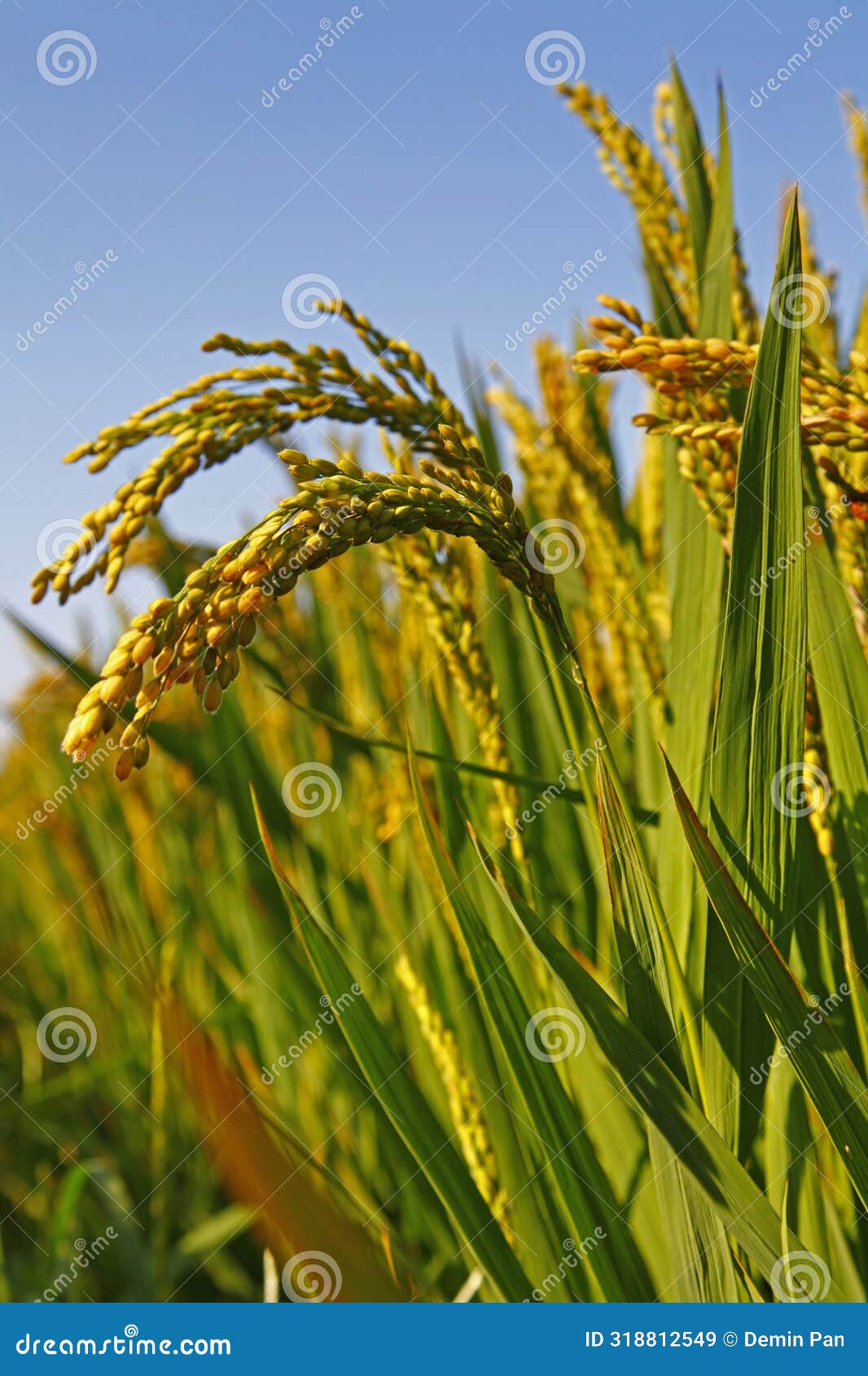 The autumn rice fields stock image. Image of agriculture - 318812549