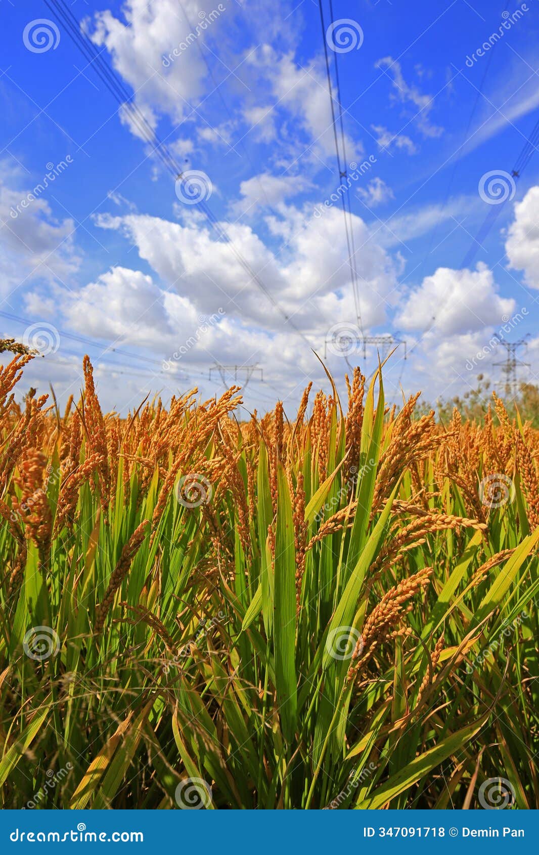 The autumn rice fields stock illustration. Illustration of handmade ...