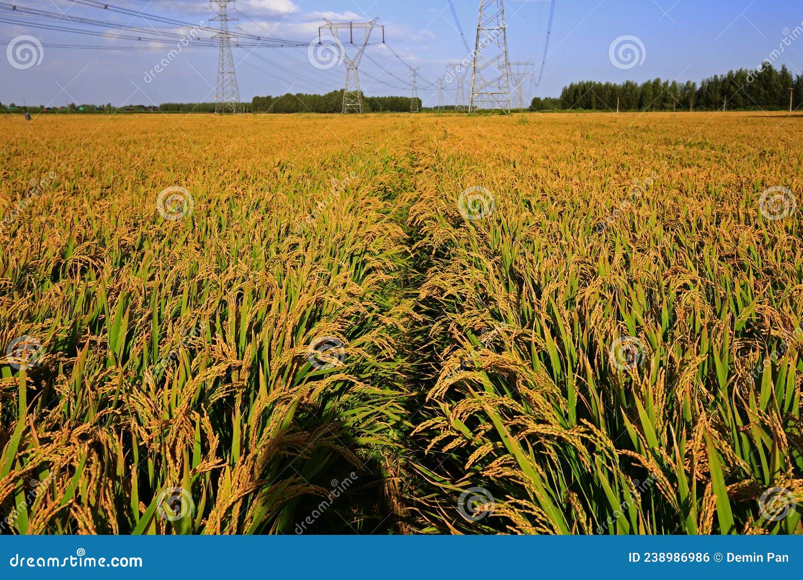 The autumn rice fields stock photo. Image of fields - 238986986