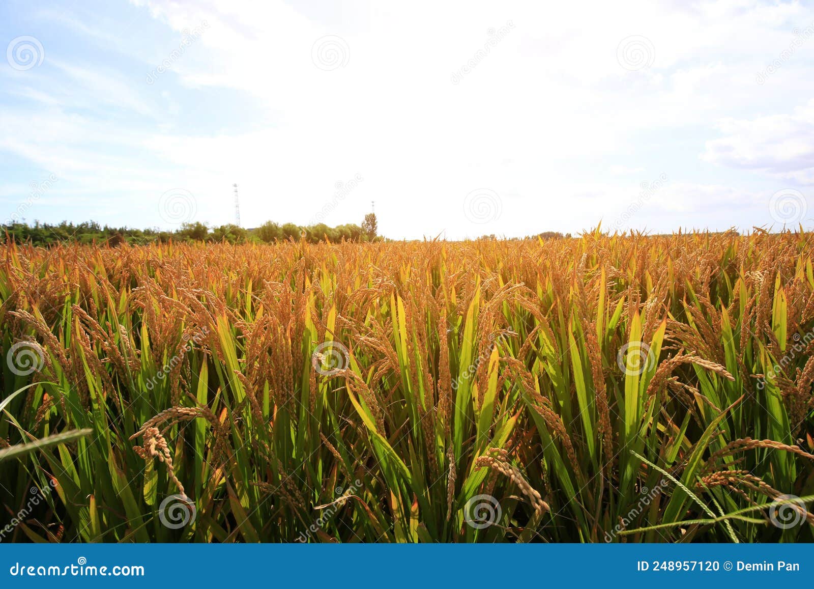 The autumn rice fields stock photo. Image of autumn - 248957120
