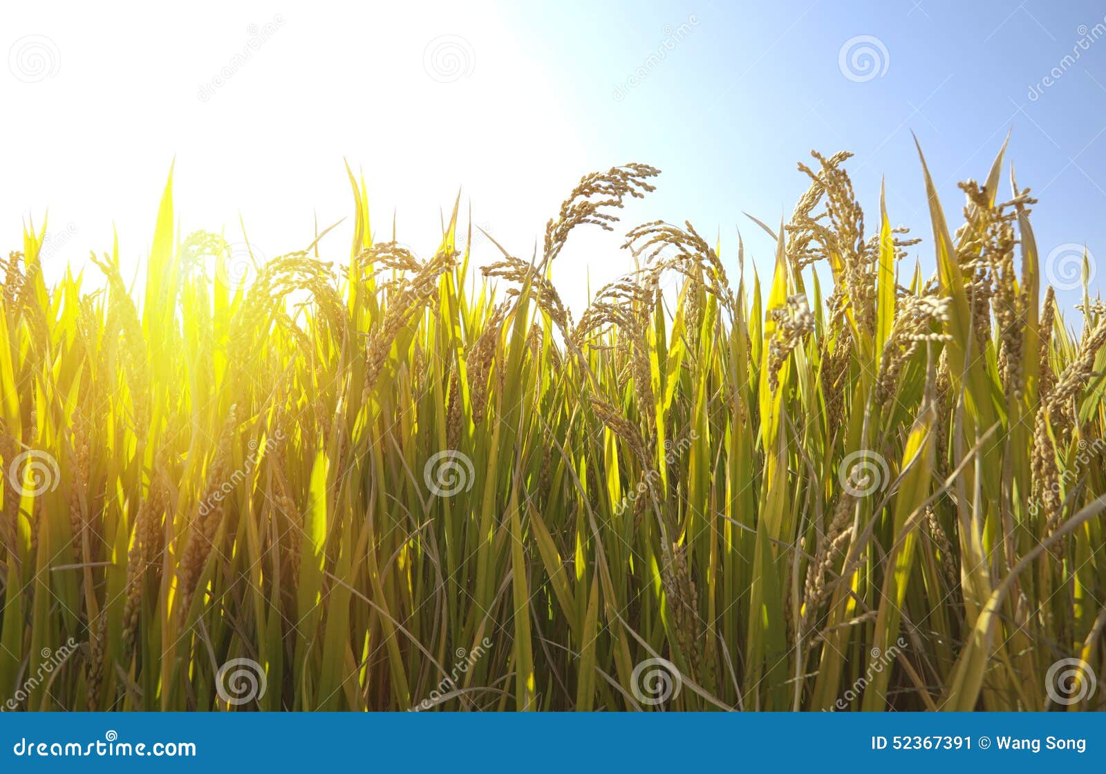Autumn rice stock image. Image of field, ripe, staple - 52367391
