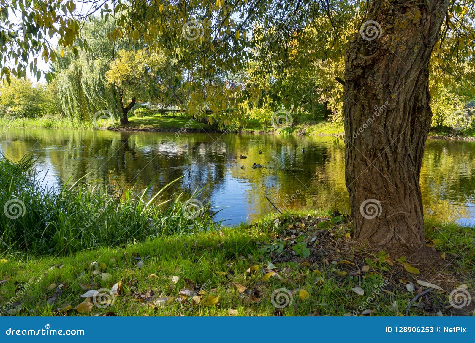 Autumn River with Reflections of Weeping Willows Stock Image - Image of ...