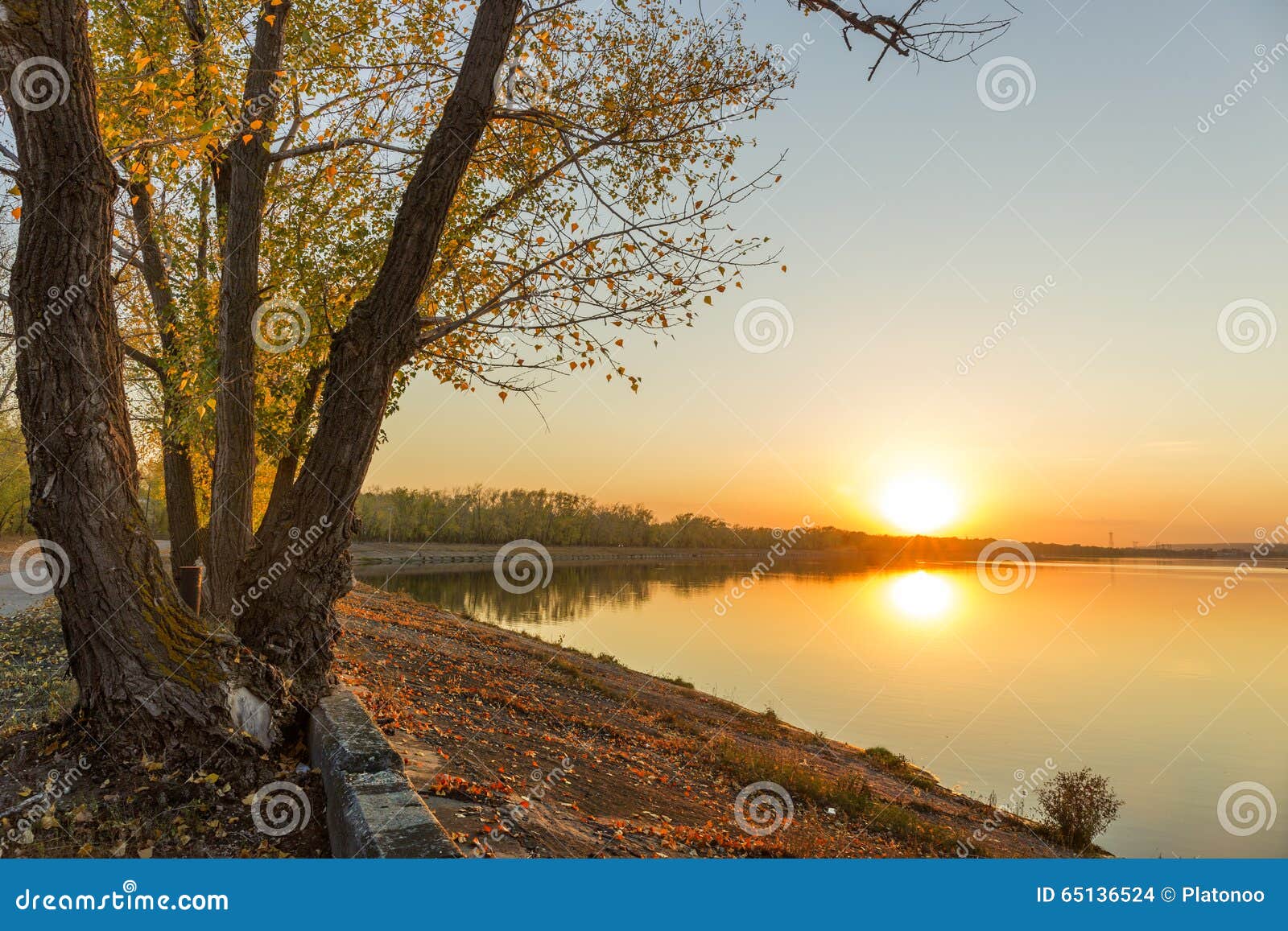 Dry River Bed With Tree Stumps Stock Image | CartoonDealer.com #33148789