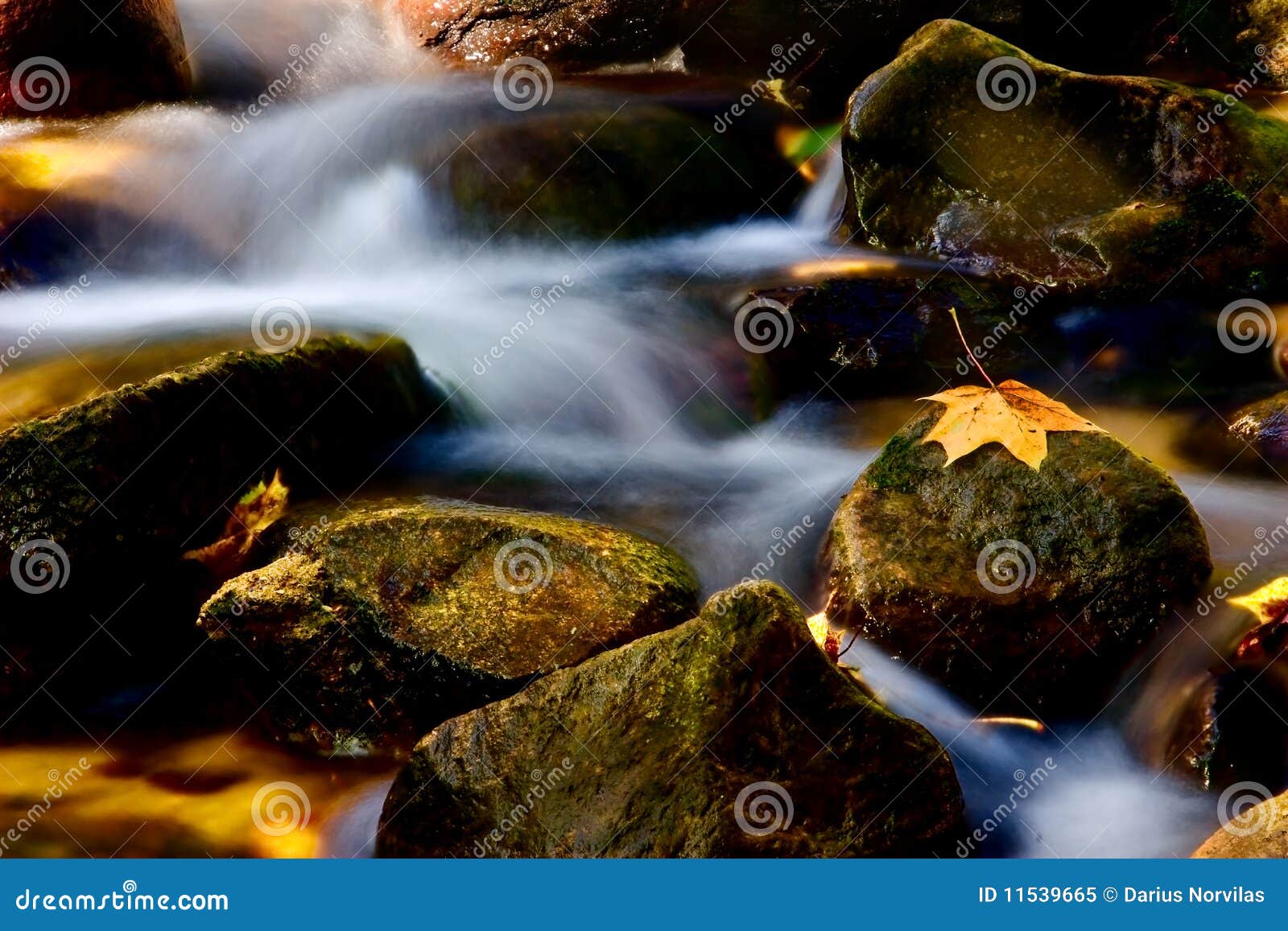 Autumn rivulet stock image. Image of yellow, flowing - 11539665