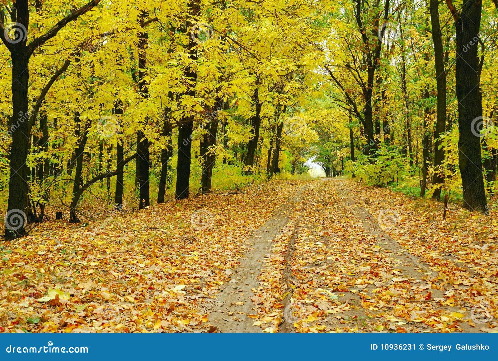 Autumn road stock image. Image of dirt, life, leaf, lane - 10936231