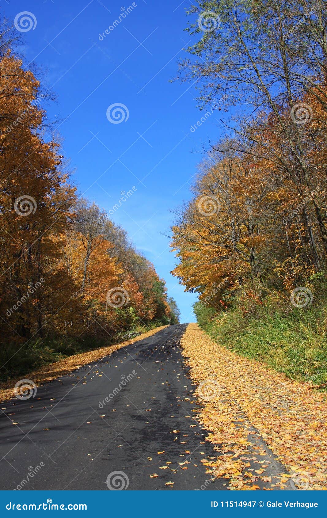 Autumn Road stock image. Image of leaves, golden, leafy - 11514947
