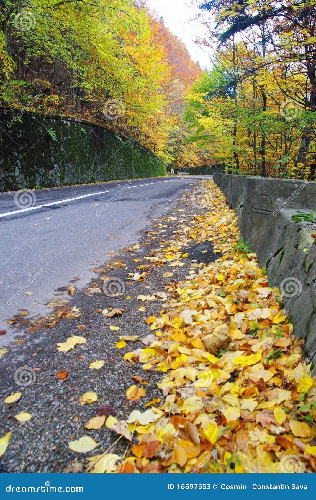 Autumn road stock image. Image of alone, gold, away, empty - 16597553